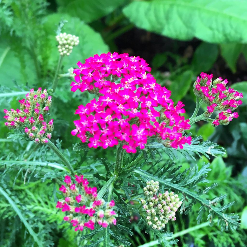 Vaste planten voor in de volle zon – Om de tuin leiden