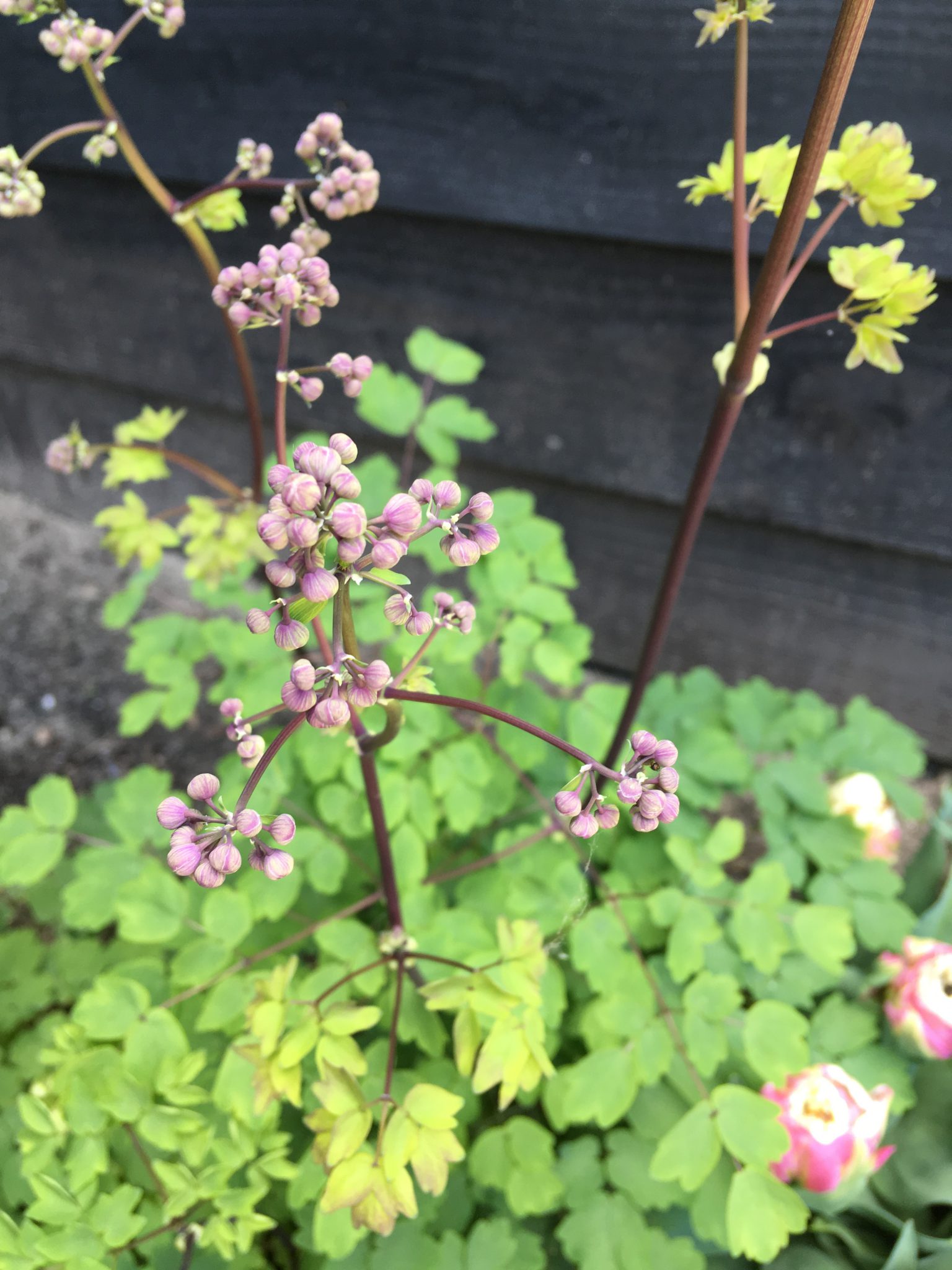 Vaste planten voor in de volle zon – Om de tuin leiden