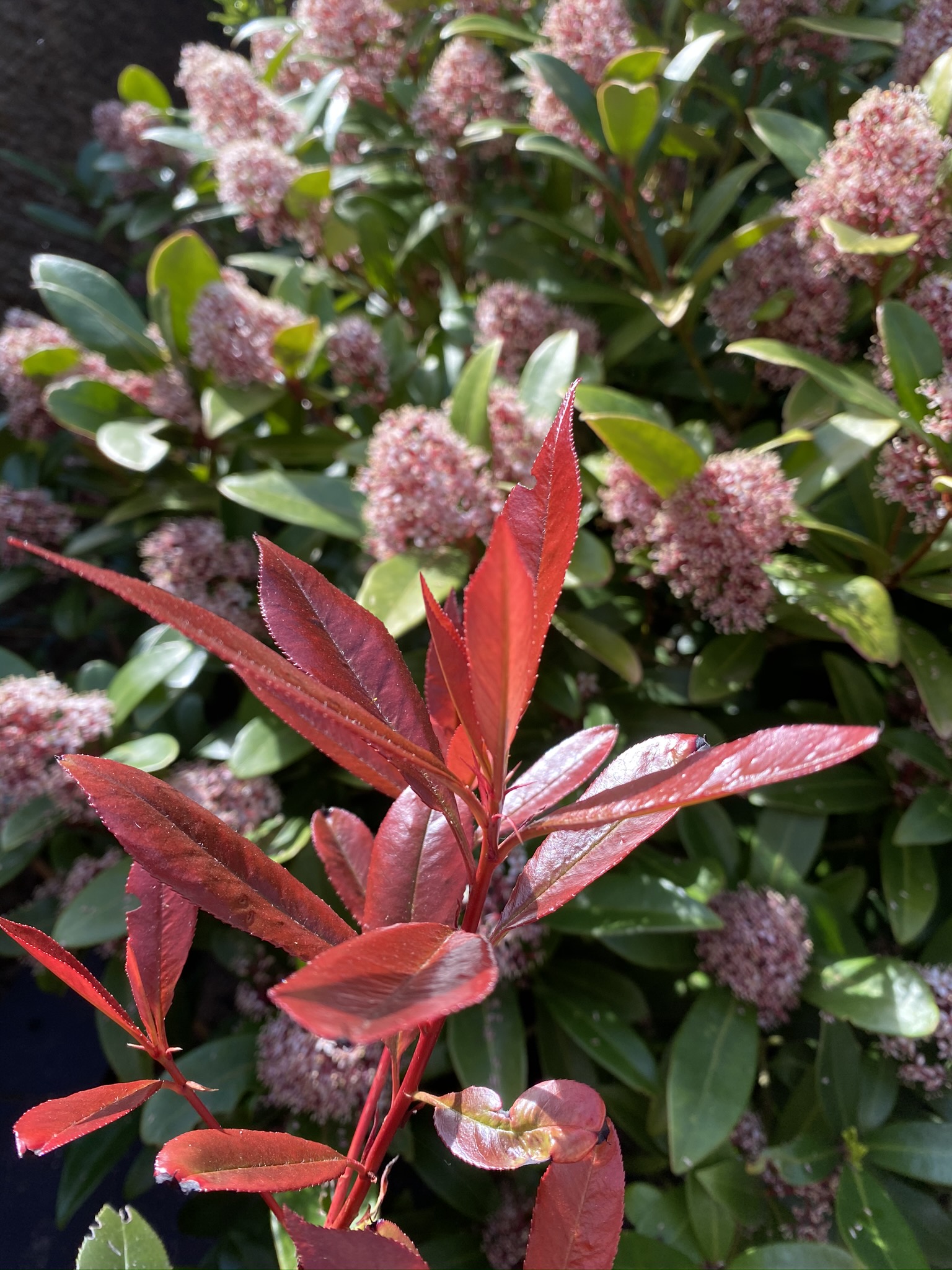 Kleurexplosie in de tuin – Om de tuin leiden